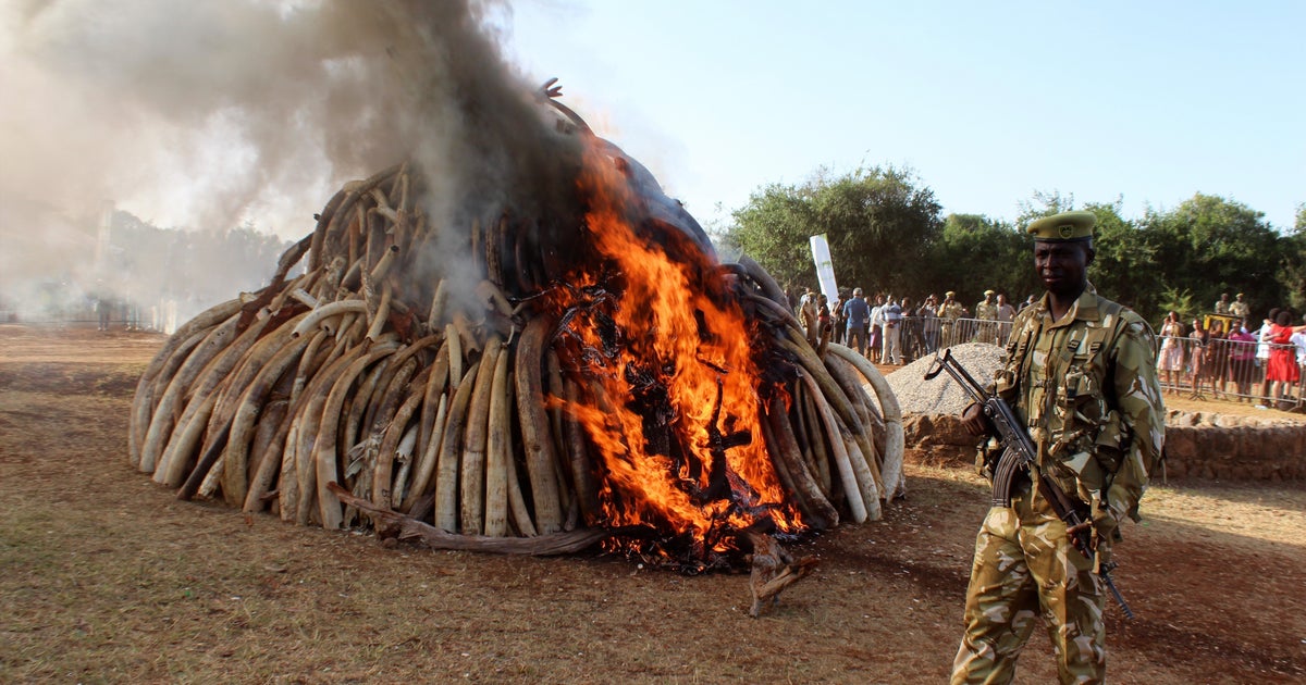 Conservationist Makes Artificial Ivory To 'Hunt The People Who Kill ...
