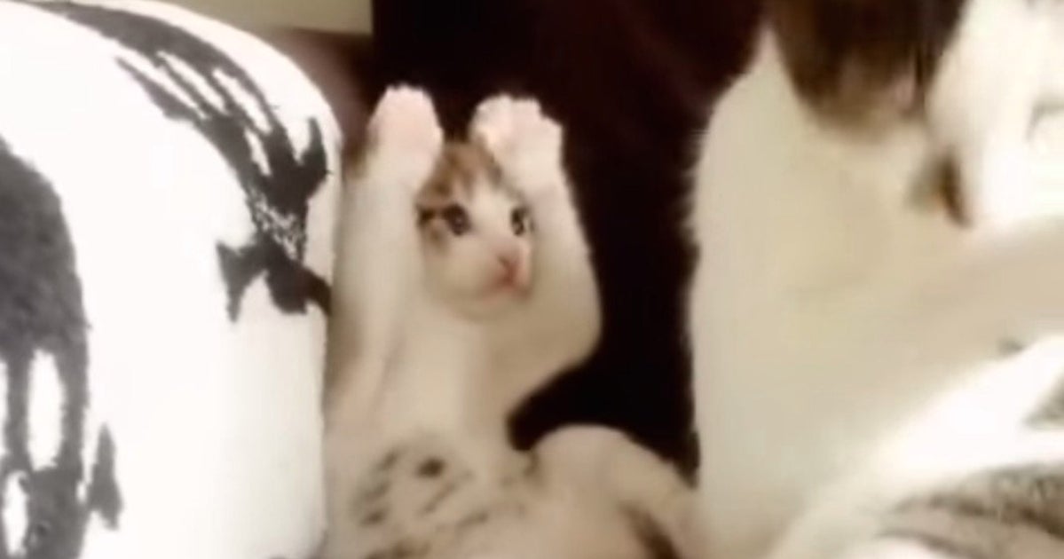 Little Kitten Tries To Copy Mom, Fails Adorably | HuffPost Weird News