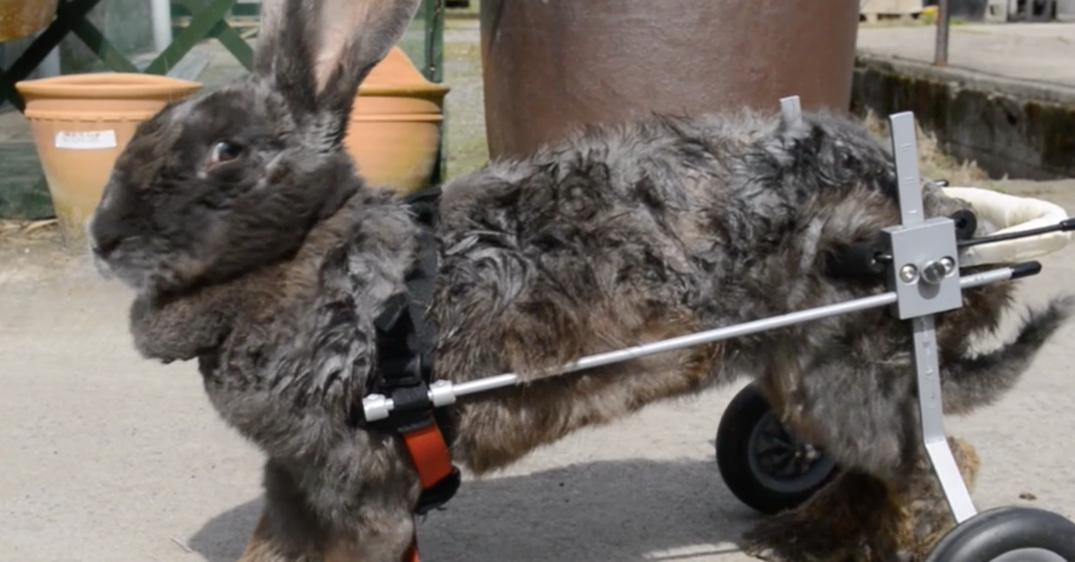 Bunny Wheelchair Is Huge Help For Giant Rabbit Who Couldn't Walk ...