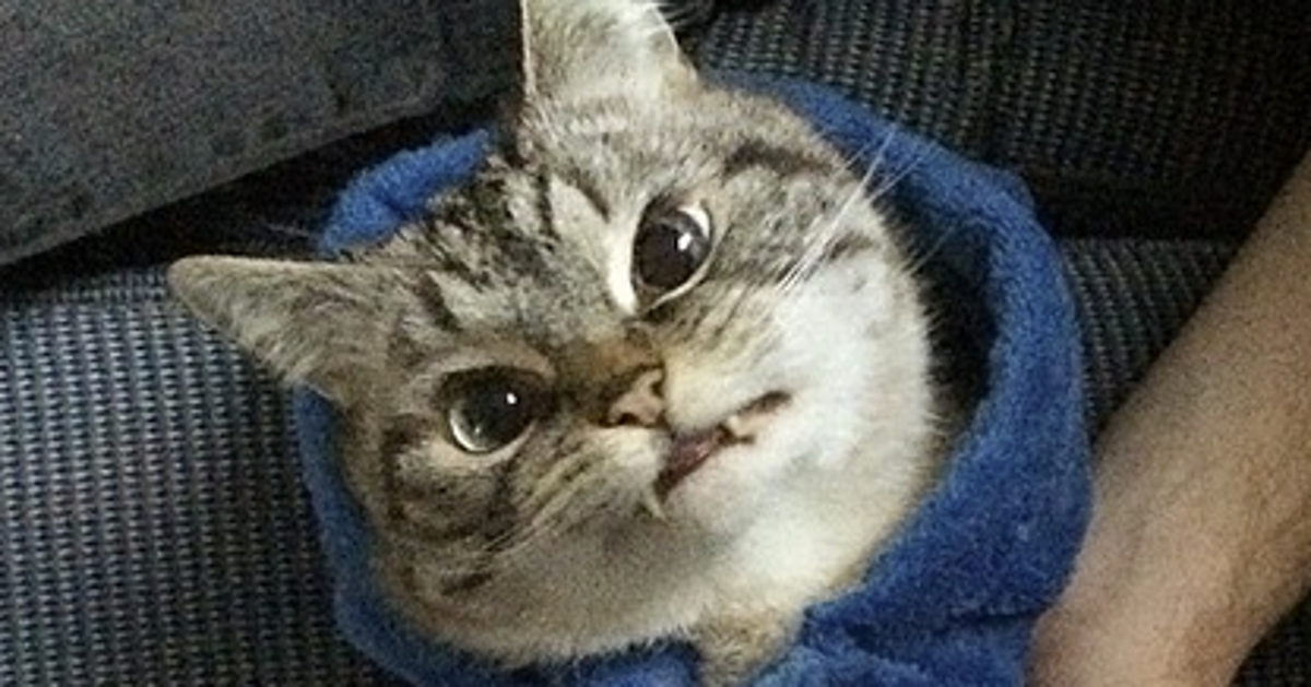 Rescue Vampire Cat Loki Is Devilishly Cute | HuffPost Good News
