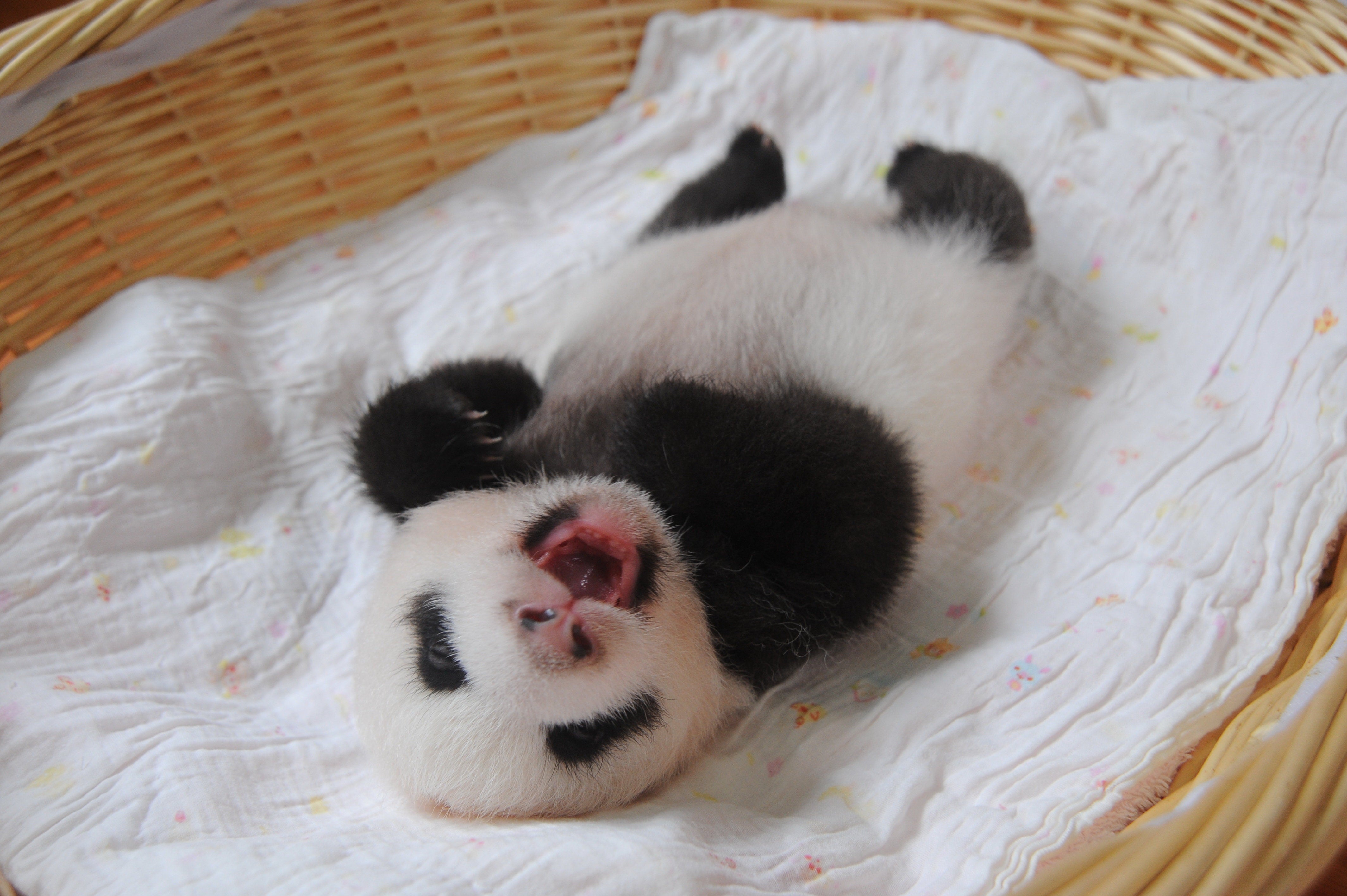 Baby Pandas In Baskets Are Your Daily Cuteness Delivery HuffPost Baby Pandas In Baskets Are Your Daily Cuteness Delivery HuffPost