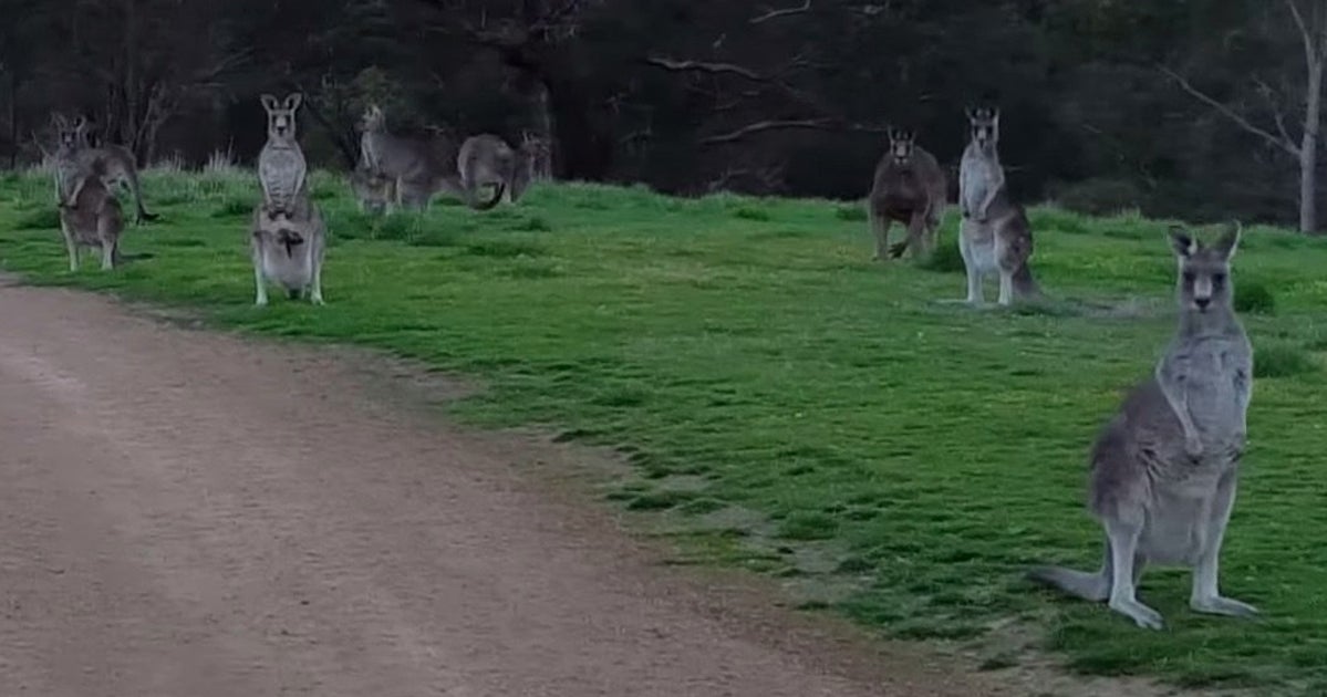 These Creepy Kangaroos Look Like They Want To Eat Your Soul | HuffPost Weird News