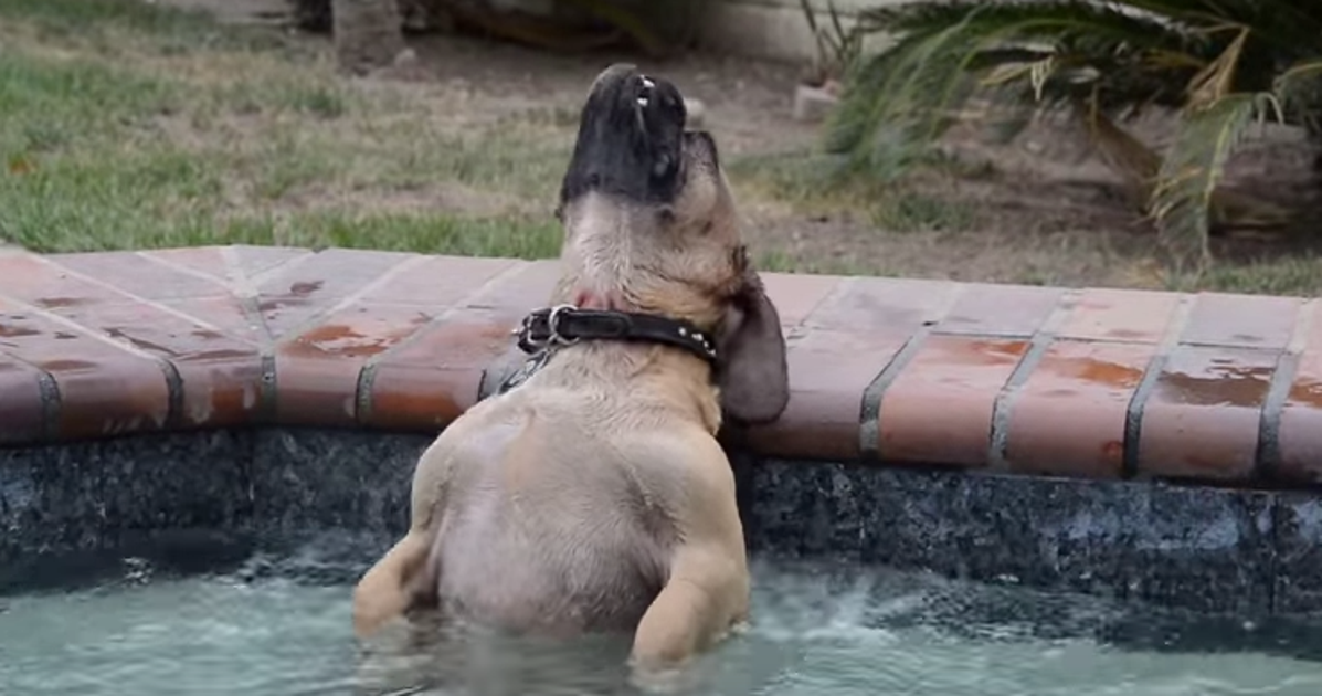 Dog Chilling In A Hot Tub Is Ridiculously Content | HuffPost Good News