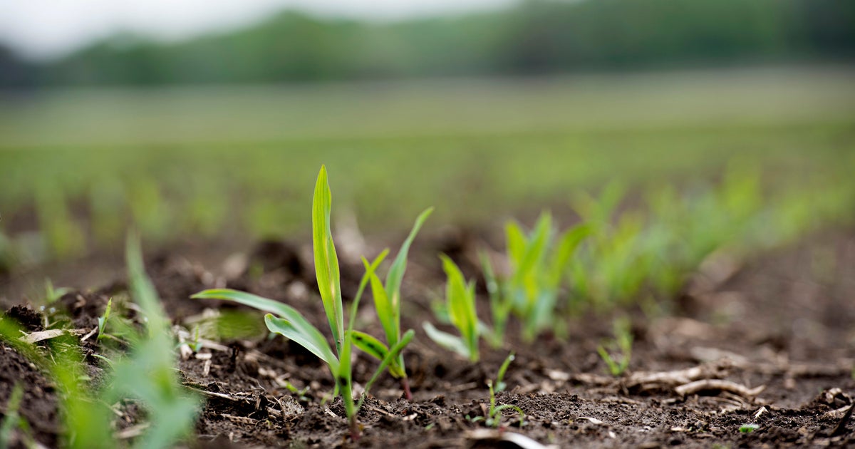 Monsanto's Bid To Become A Pesticide Giant Is, Thankfully, Dead ...