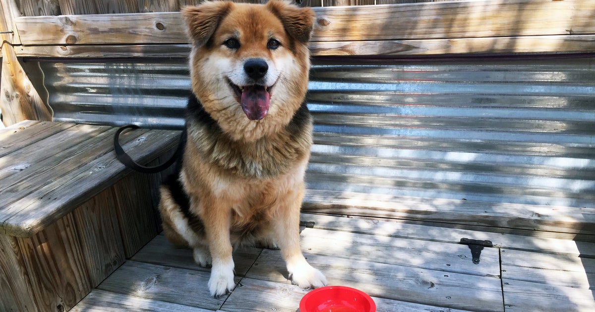 New Beer For Dogs Means You And Your Pup Can Throw Back A Few Together ...