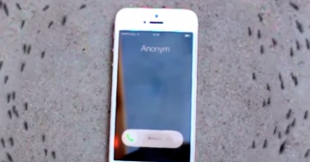 Ants Suddenly March In A Circle When An iPhone Rings | HuffPost Weird News