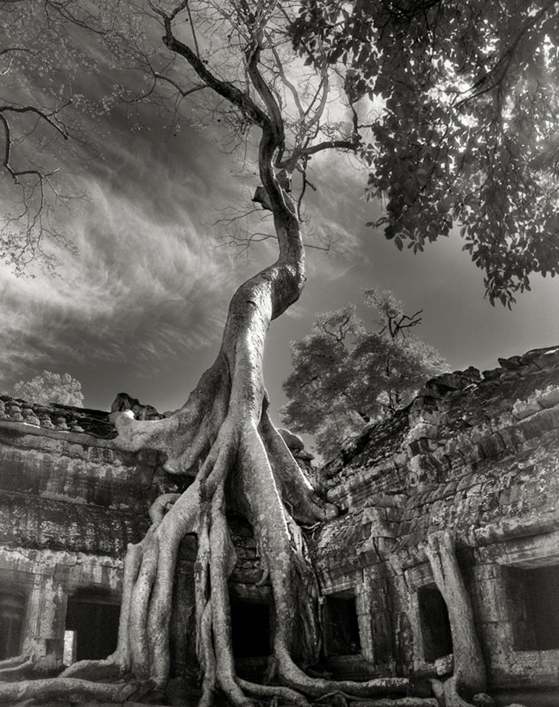 Beth Moon's Majestic Photographs Of Ancient Trees Will Make You Feel ...