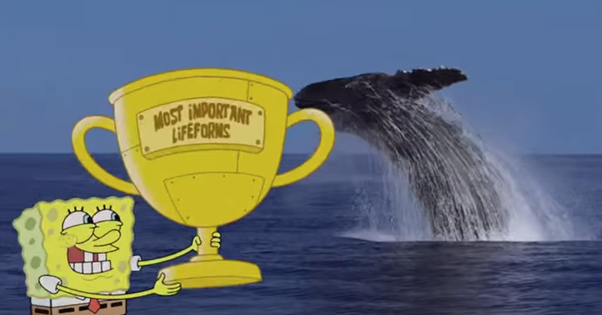 SpongeBob, BBC Earth Join Forces To Share An Important Message ...