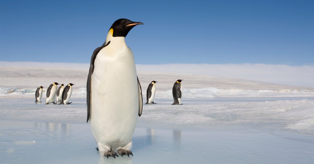 Getty Is Quietly Charging Bloggers For 'Socially Awkward Penguin' Meme ...