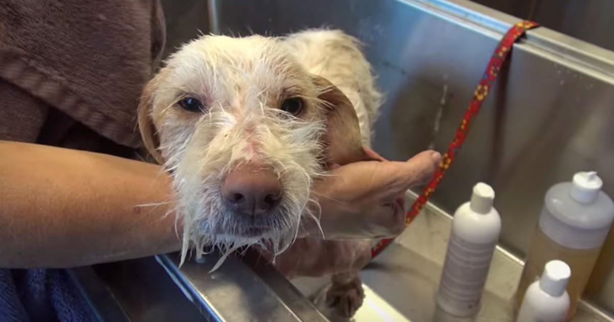 Emotional Parking Lot Rescue Of Homeless Dog Captured On Camera ...