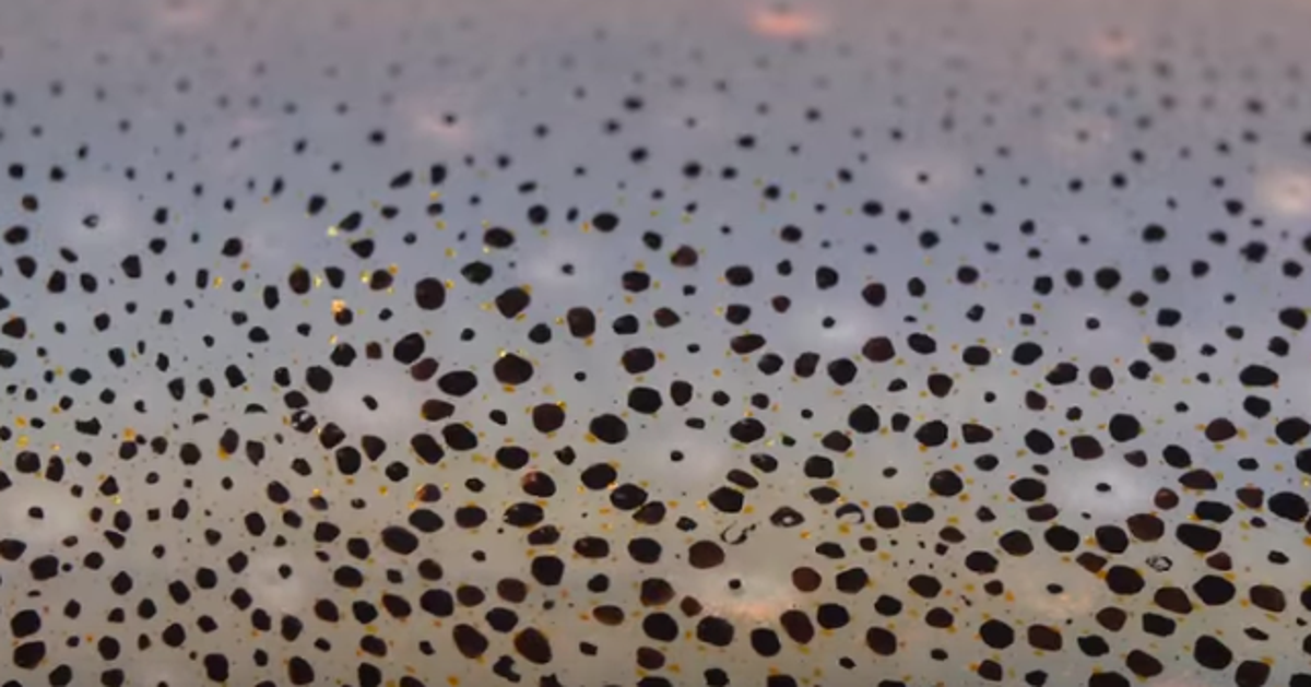 Squid Skin Is Way Weirder Than You Ever Imagined | HuffPost Impact