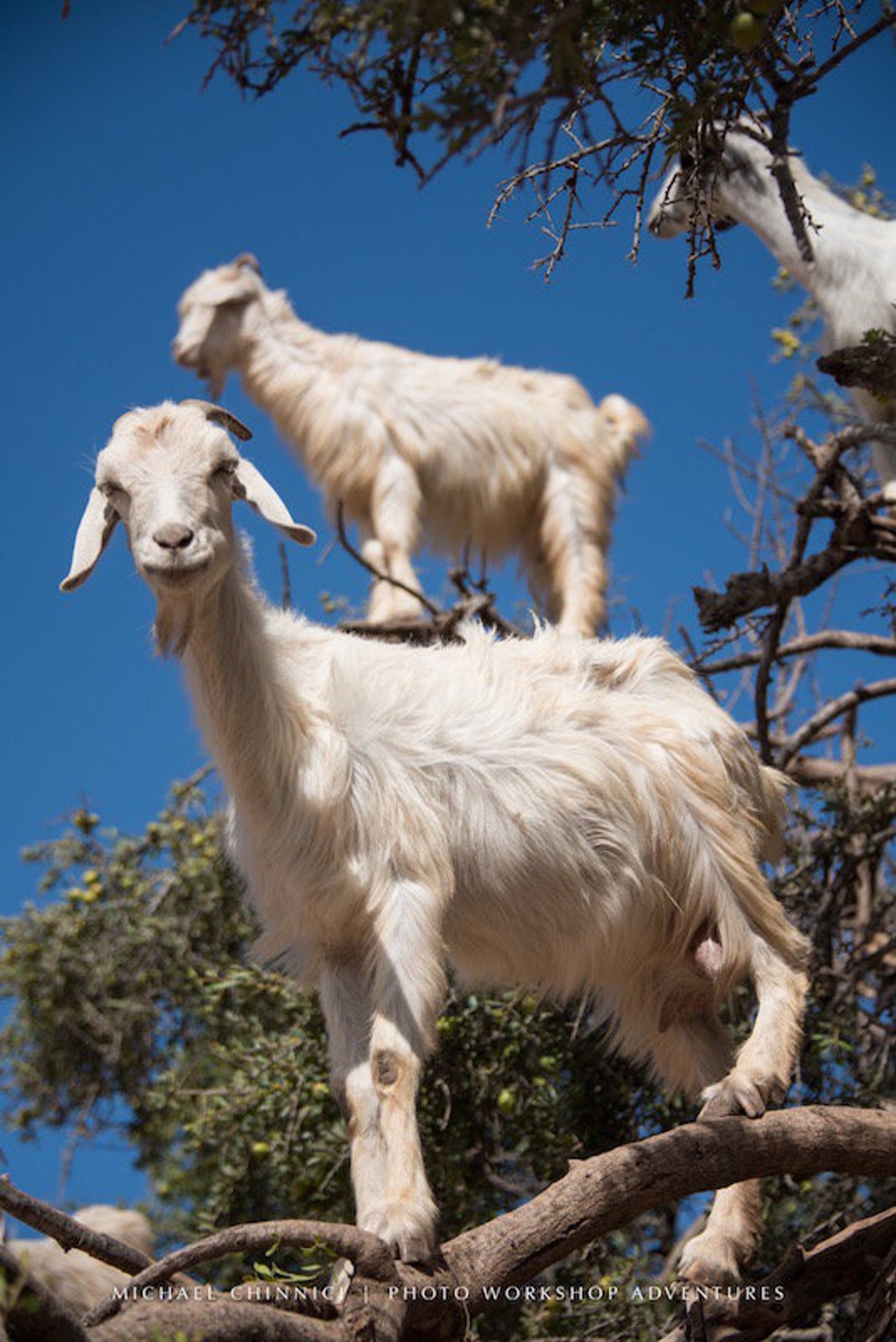 The Luxurious Poop From These Tree-Climbing Goats Produces Argan Oil ...