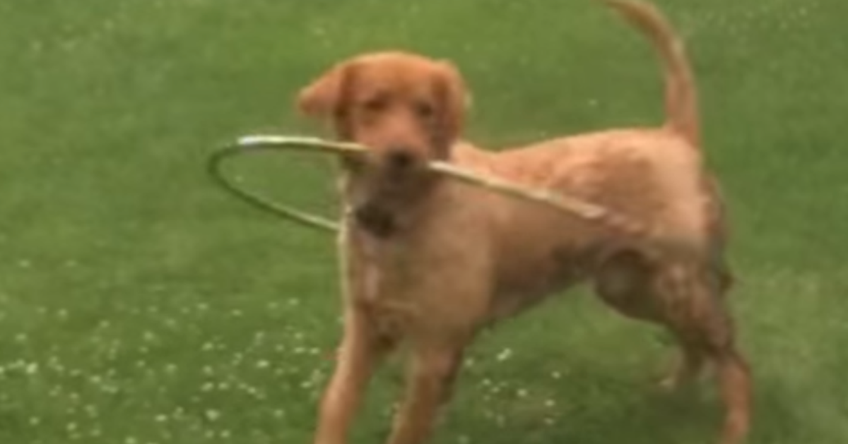 Dog Discovers The Many Wonders Of A Hula Hoop | HuffPost Good News