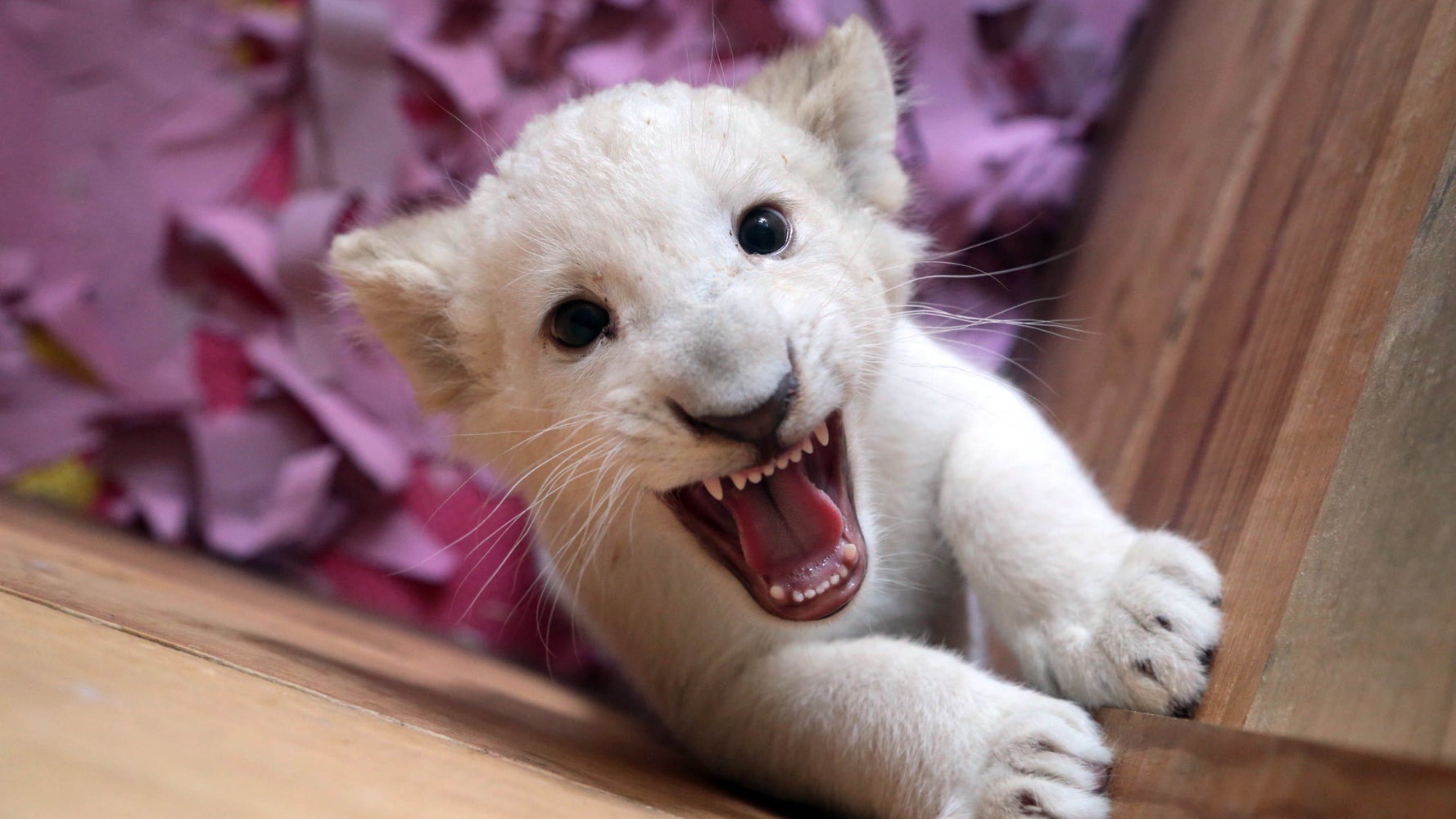 Smart Zoo Has Its Caging Priorities Right | HuffPost Impact