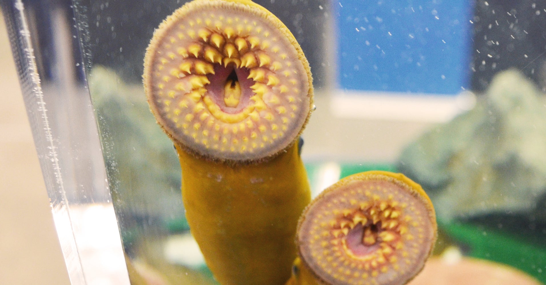 12 Types Of Seafood That Are Utterly Terrifying Before Being Cooked ...