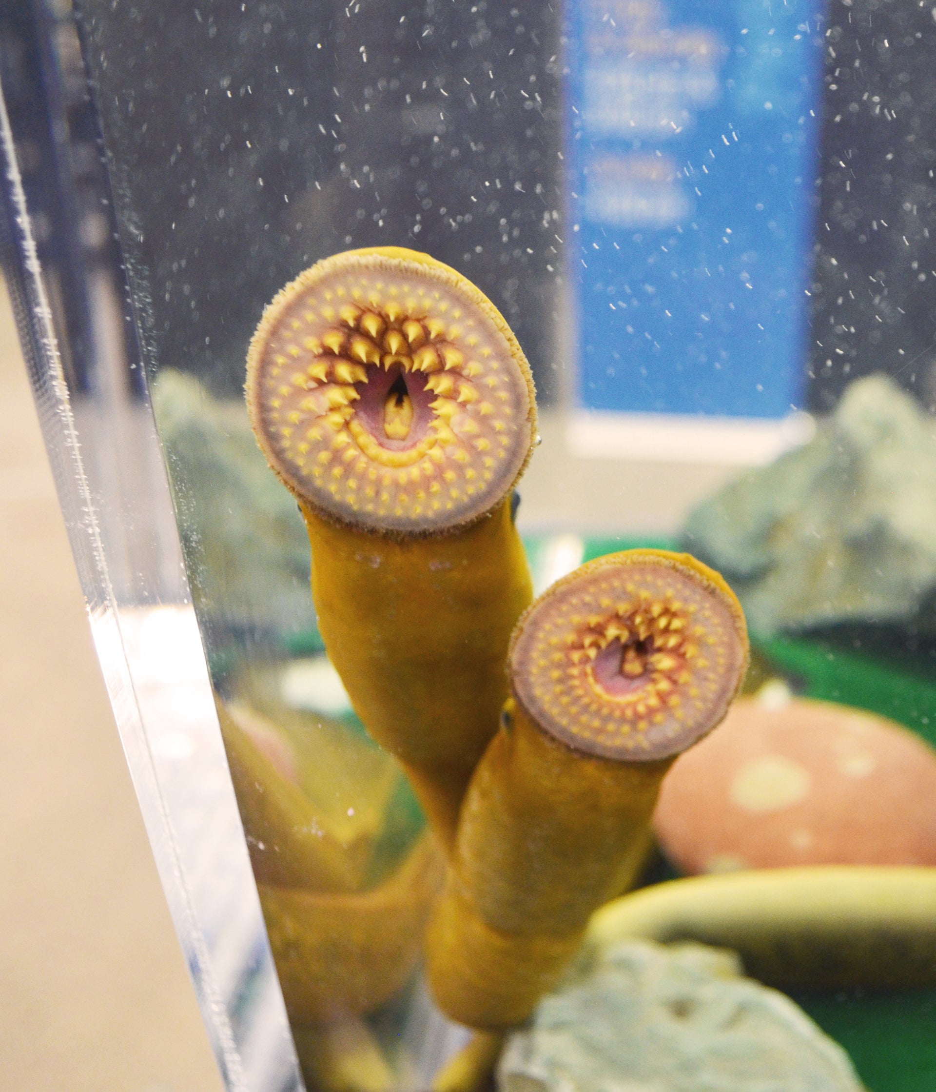 12 Types Of Seafood That Are Utterly Terrifying Before Being Cooked ...