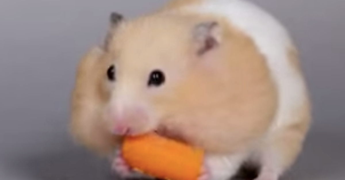 '100 Years Of Hamster Beauty' Is The Style Throwback We Needed ...