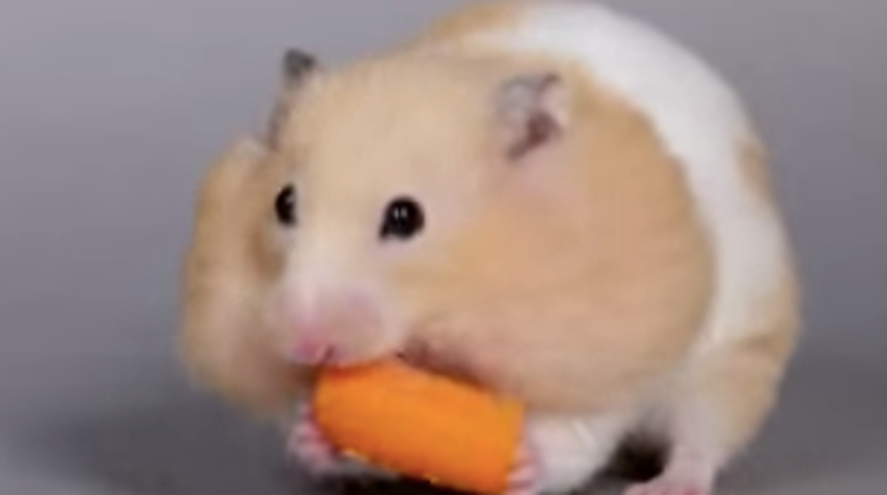 '100 Years Of Hamster Beauty' Is The Style Throwback We Needed | HuffPost