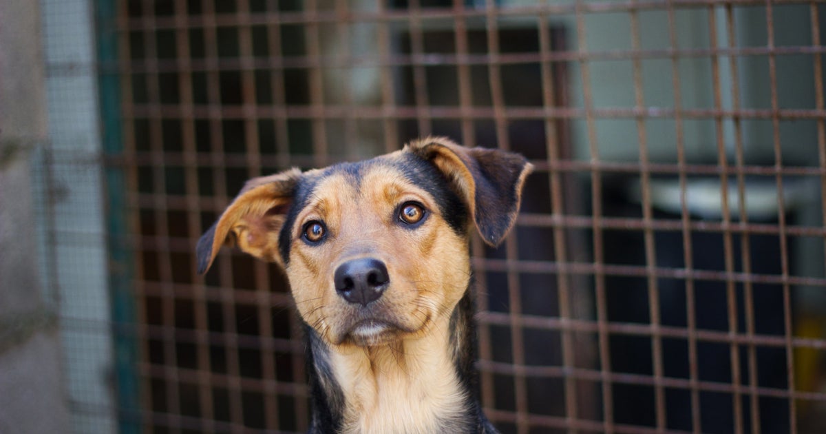 PETA Won't Answer Some Very Basic Questions About Why It Kills So Many ...