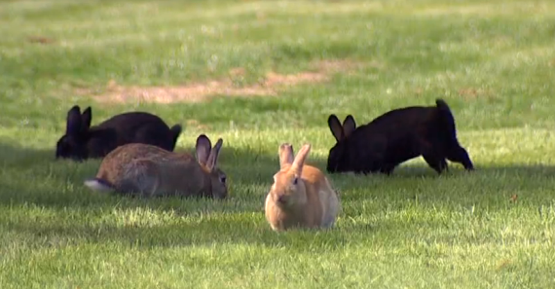 Rabbits Are Taking Over This Small Island City | HuffPost