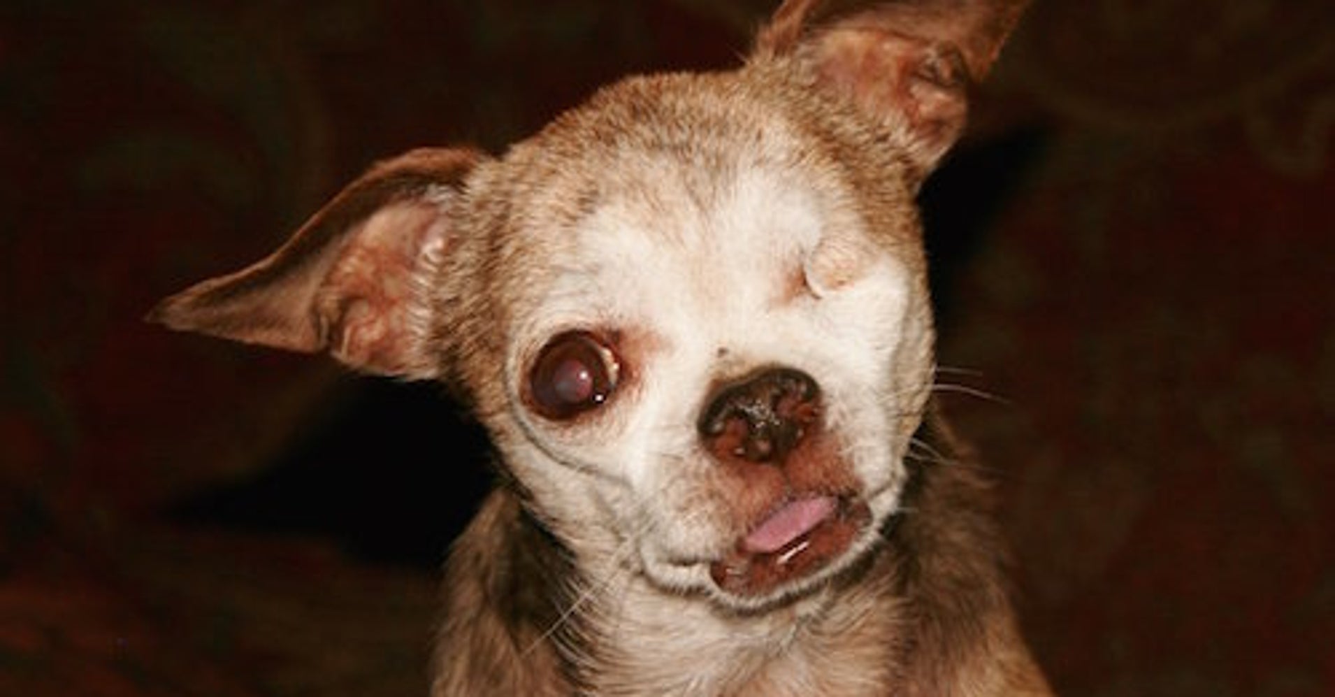 One-Eyed Pooch Who Survived Decade In Puppy Mill Named American Hero ...