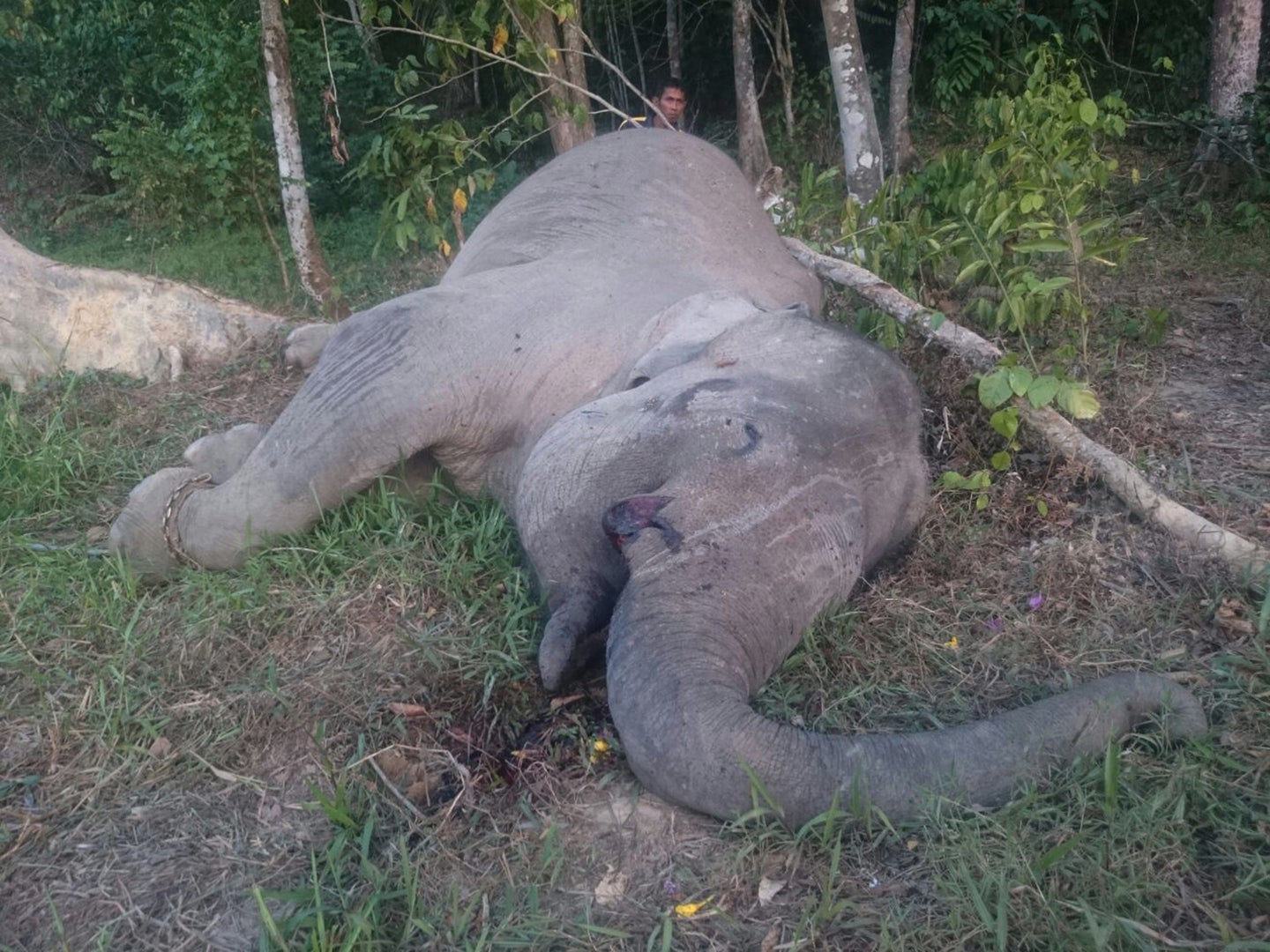 Beloved Elephant Yongki Killed By Poachers For His Ivory In Indonesia ...