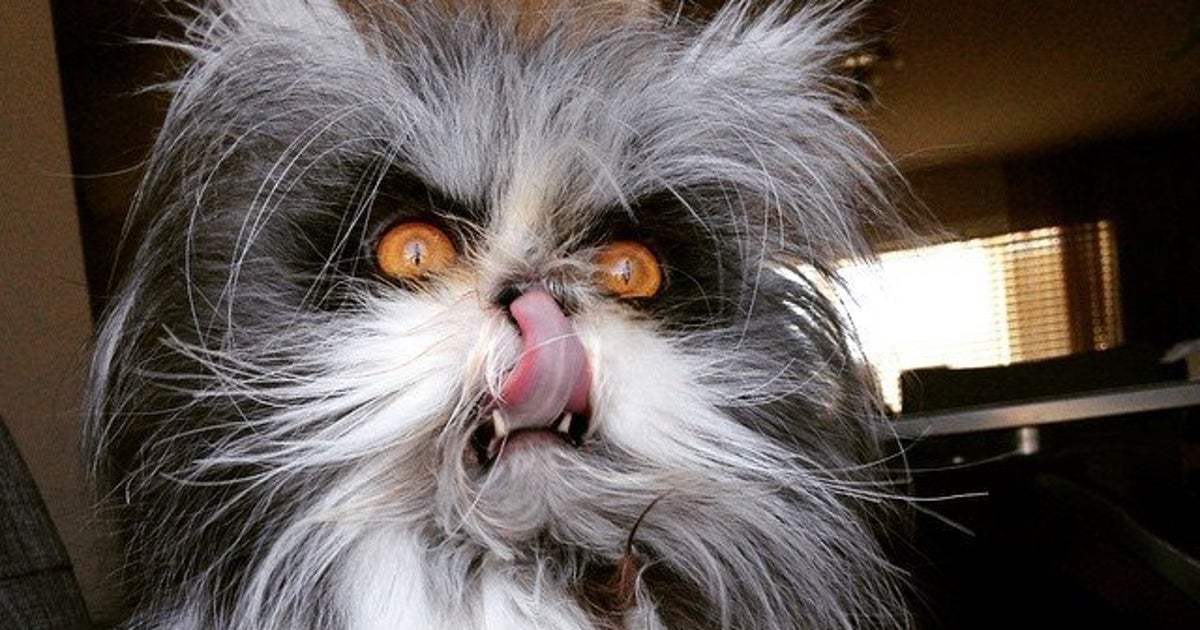 13 gatos que querrán asesinarte mientras duermes (o, al menos, te darán ...