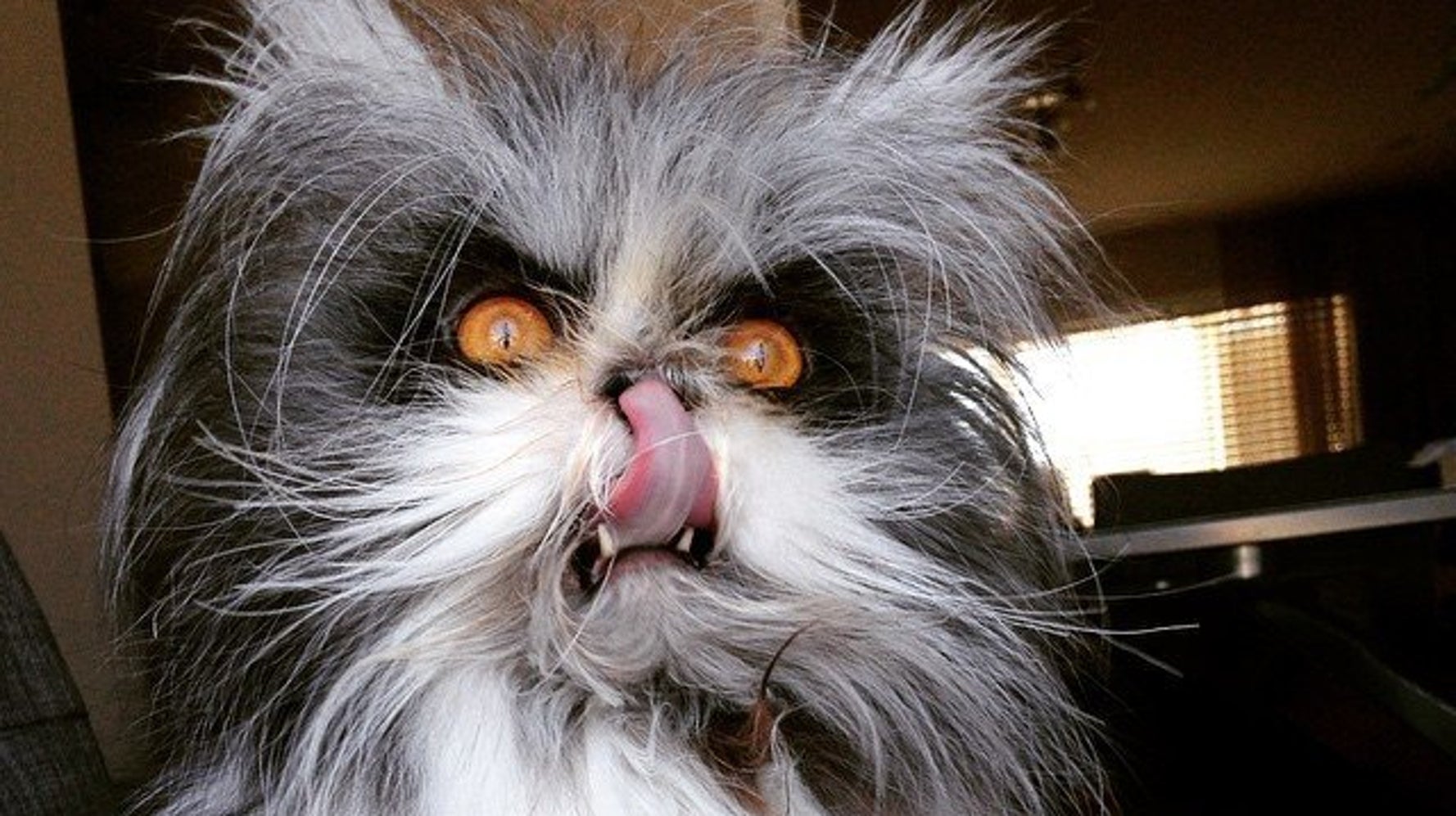 13 gatos que querrán asesinarte mientras duermes (o, al menos, te darán ...