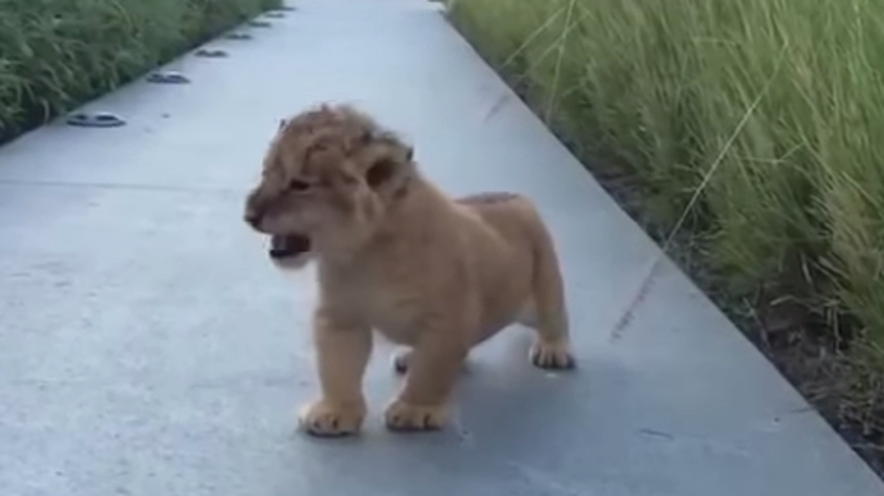 This Lion Cub Learning To Roar Is The Cutest Thing You’ll See Today ...