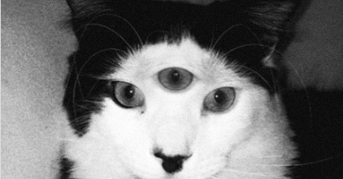 13 Surreal 'Mutations' GIFs That Will Freak You Out | HuffPost Weird News