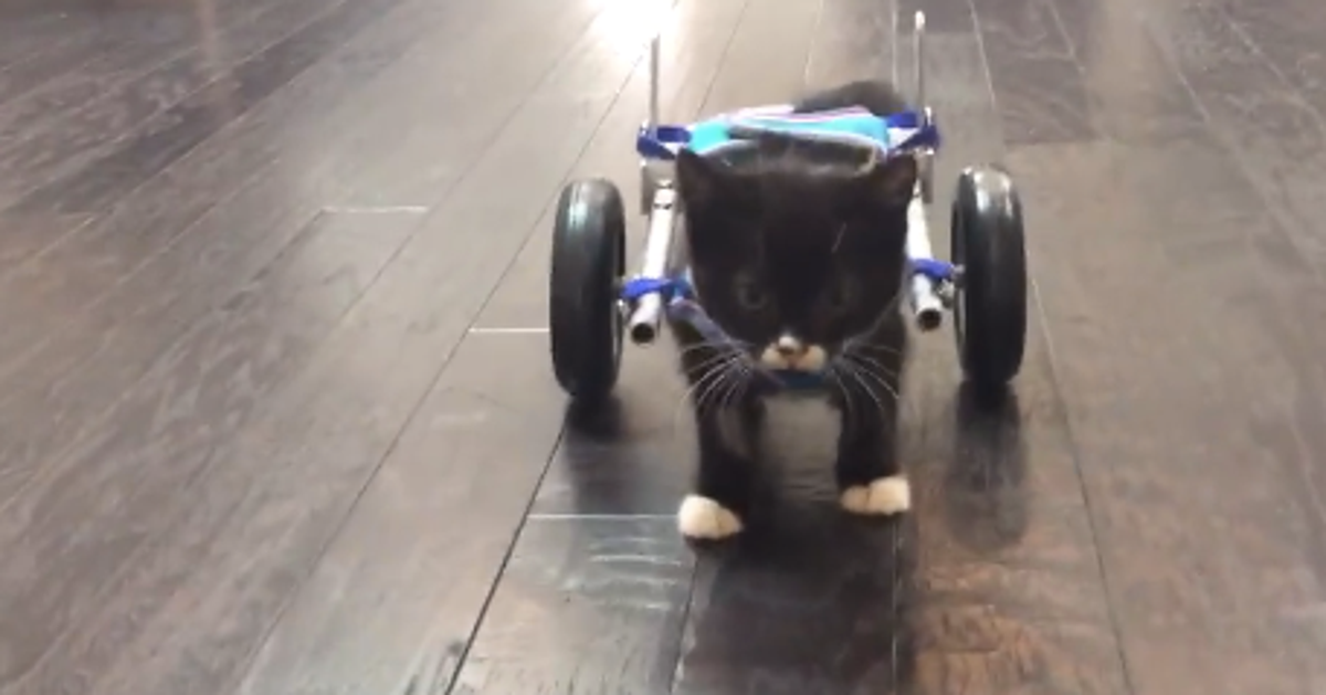 Tiny Kitten With No Hind Legs Walks In Wee Wheelchair For First Time ...