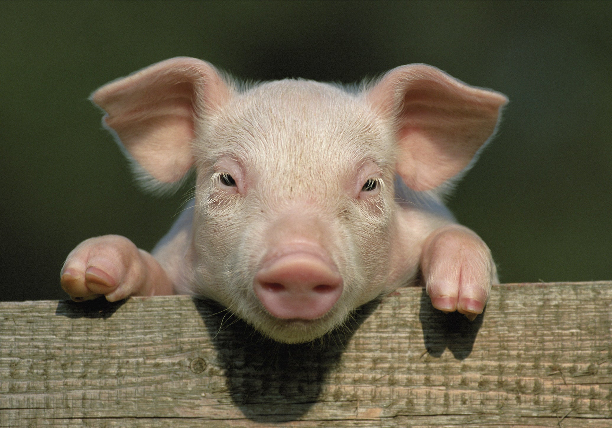 China Is Genetically Engineering Mini Pigs To Sell As Pets HuffPost China Is Genetically Engineering Mini Pigs To Sell As Pets HuffPost