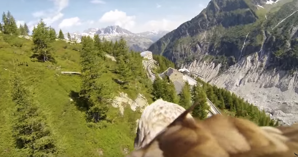 Eagle With A GoPro Takes The Alpine Flight Of His Life | HuffPost Life