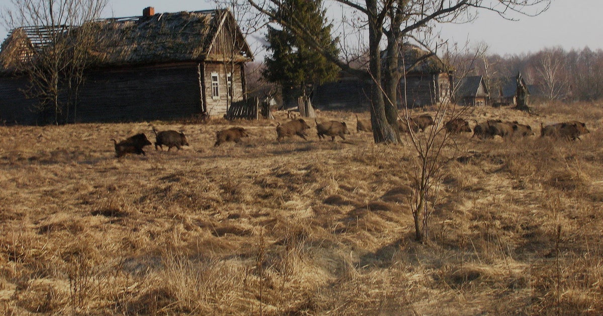 Decades After Chernobyl, Wildlife Thriving Inside Exclusion Zone ...