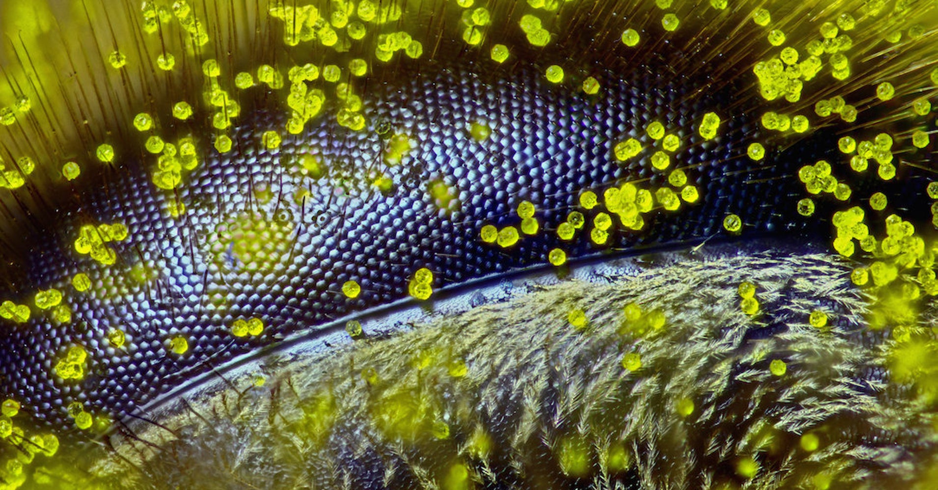 These Photos Reveal How Magnificent Our World Is On The Micro Level ...