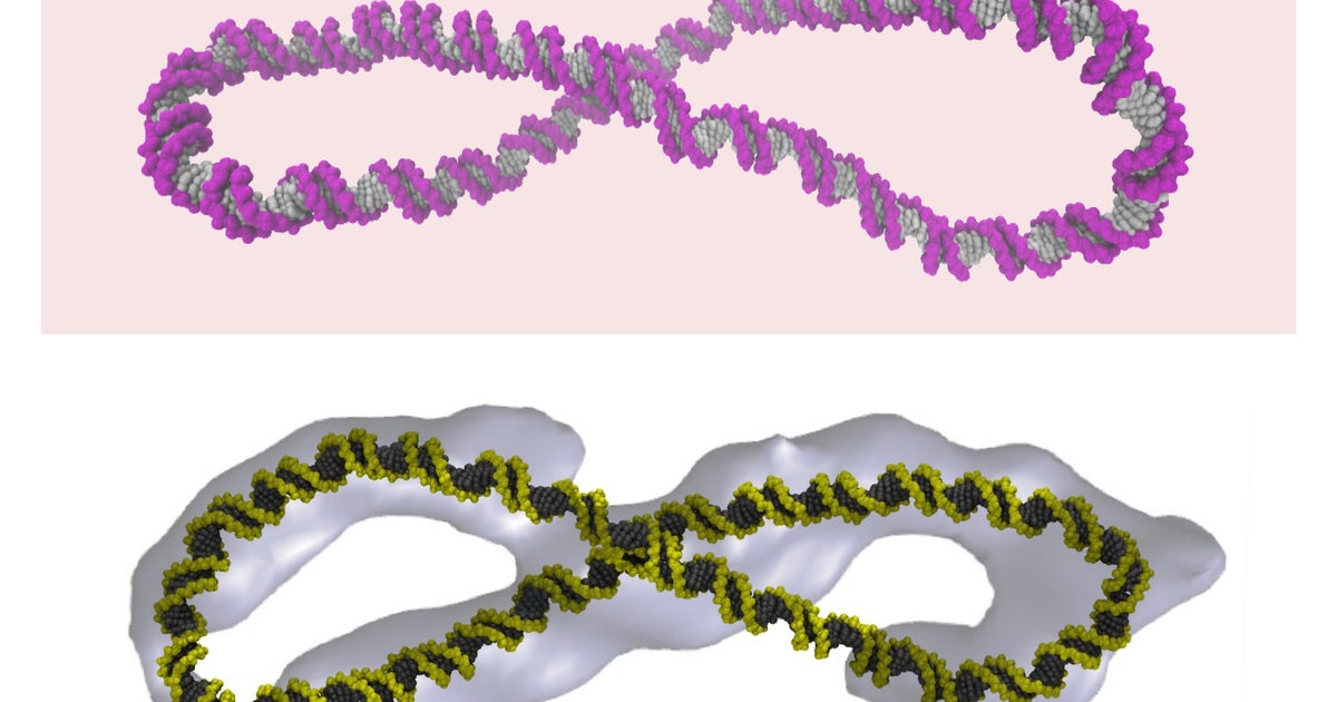 DNA Study Yields Big Surprise About The Tiny 'Molecule Of Life ...