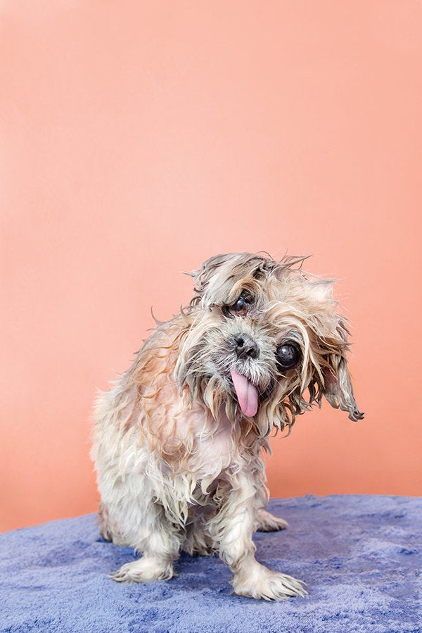 Adorable Photos Of Wet Dogs Will Make You Ponder The Meaning Of Bath Adorable Photos Of Wet Dogs Will Make You Ponder The Meaning Of Bath