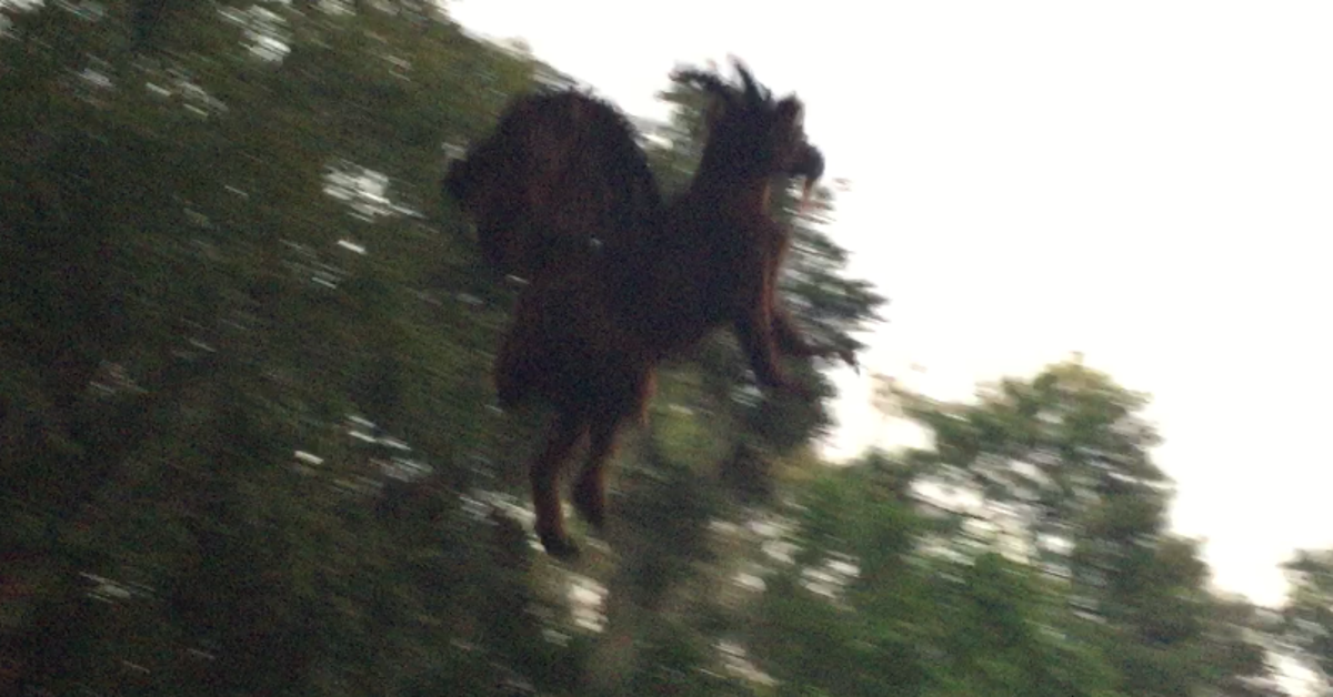LOOK! A Monster .... Or A Giant Hairball | HuffPost Weird News