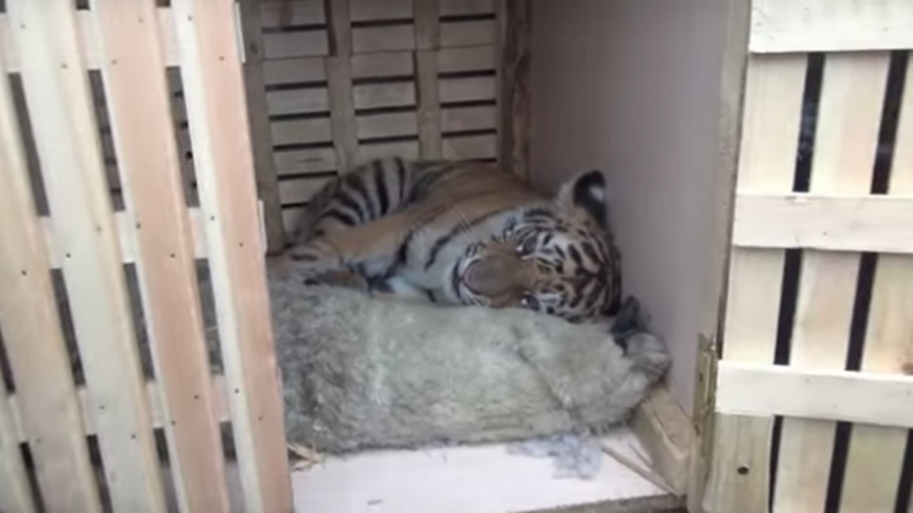 WATCH: Baby Tiger Cub Rescued from Inside Crate | HuffPost Impact