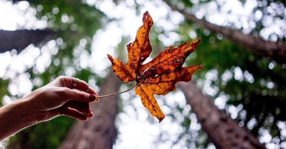 15 Mesmerizing Images From Fall Around The World | HuffPost Life