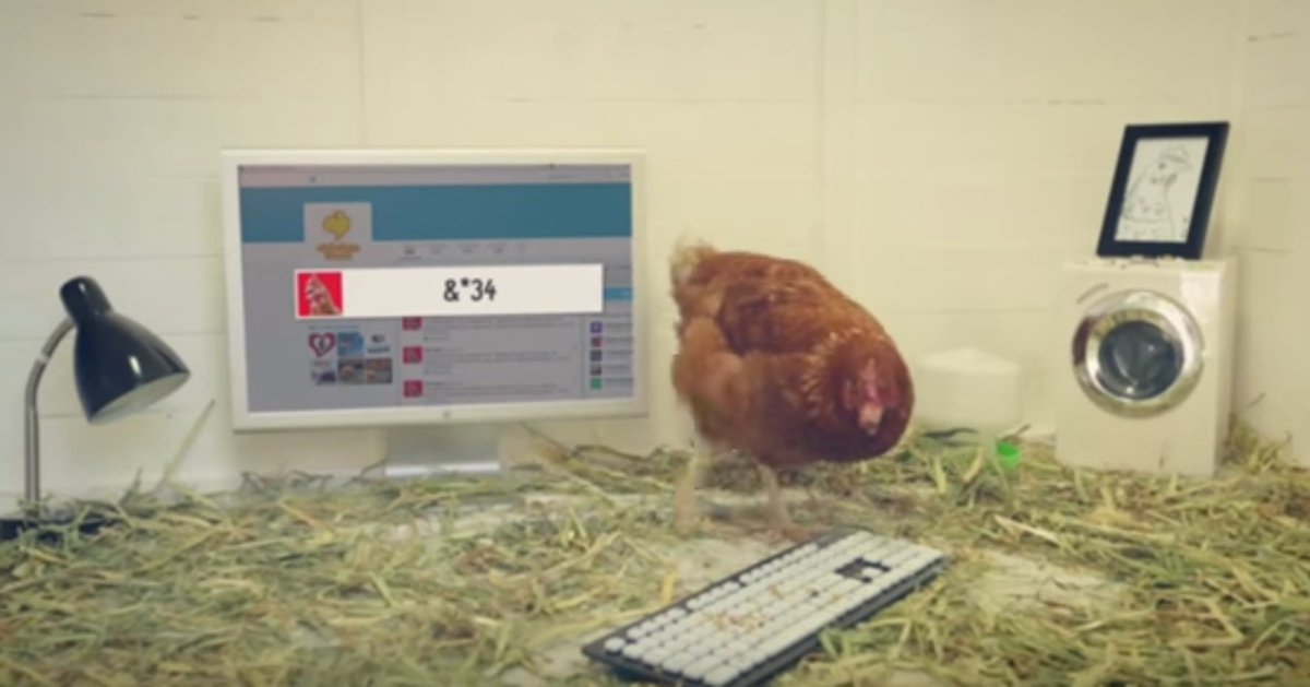 This Cluckin' Chicken Tweets, And She's Got More Twitter Followers Than ...