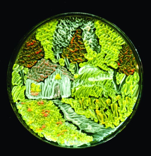 Petri Dish Art Bacteria