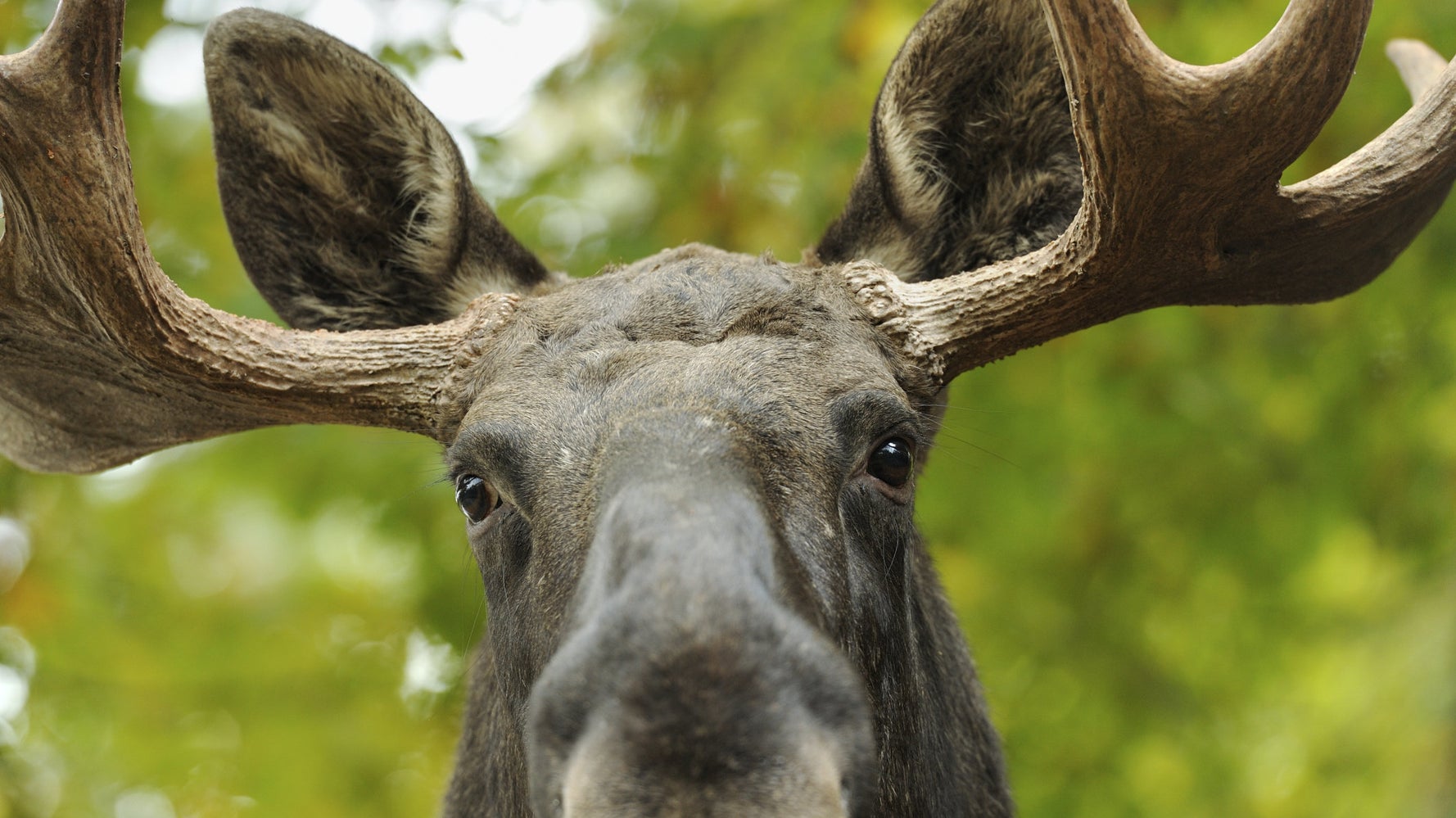 WATCH: Hungry Moose Shops For Groceries In Sarah Palin's Hometown ...