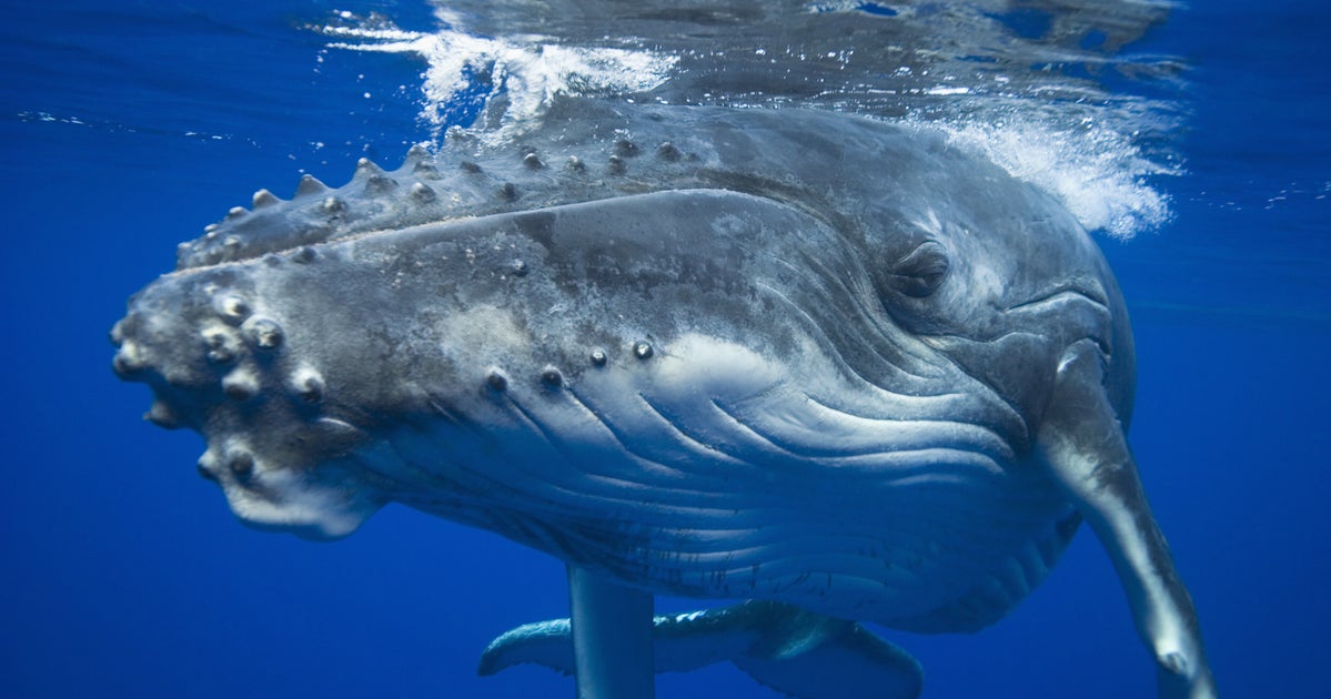 Scientists Are Seriously Worried About Whale Poop, And Here's Why ...
