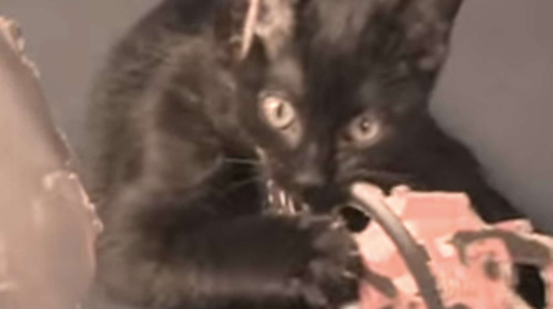 Watch Kittens Adorably Recreate Horror Films | HuffPost