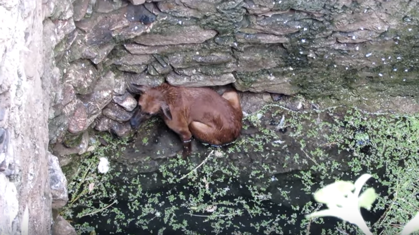 Drowning Dog Lets Her Rescuers Know How Happy She Is To Be Saved ...