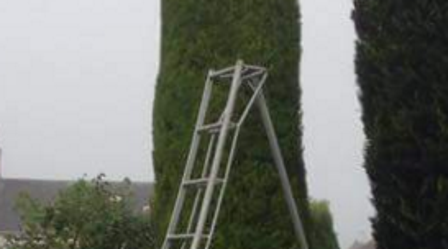 Giant Penis Hedge: A Shrub Chub That May Grow On You (NSFW) | HuffPost ...
