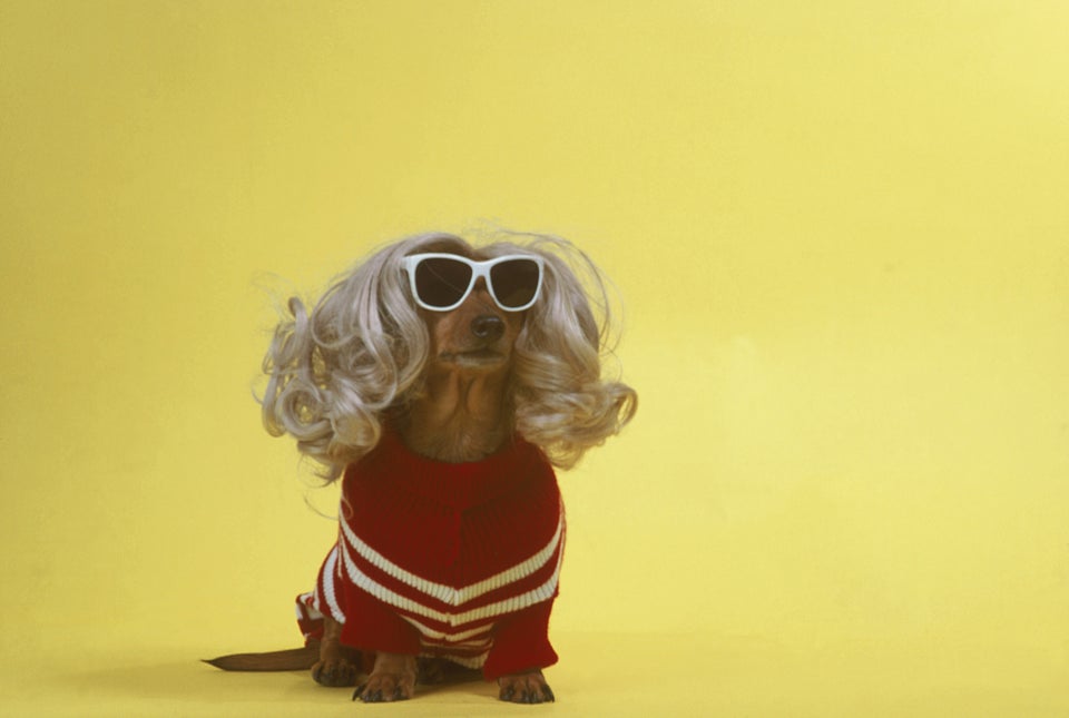 16 Animals Wearing Wigs And Looking Spectacular | HuffPost Weird News