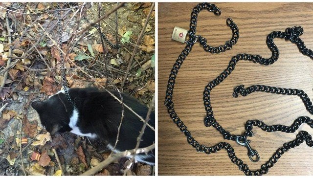 Helpless Cat Found Chained And Padlocked In The Woods | HuffPost Impact