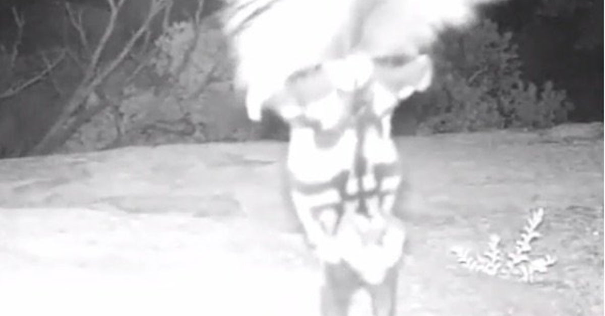 Spotted Skunk Does A Handstand And Dances In Front Of Wildlife Camera ...
